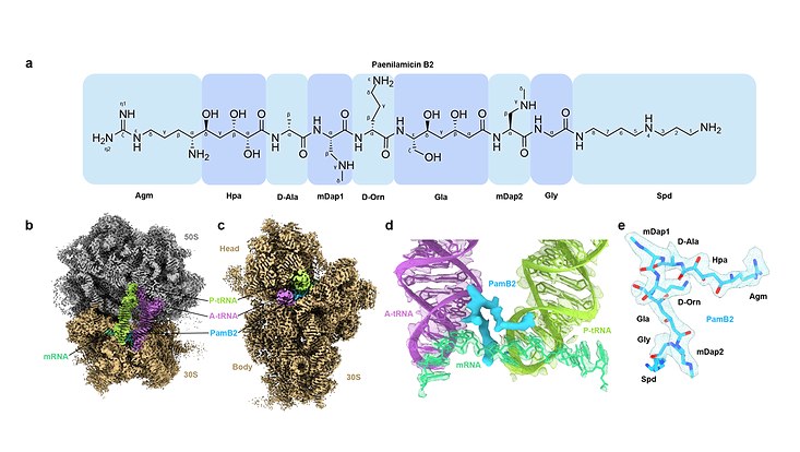 Paenilamicins represent a promising new class of antibiotics : MIN ...